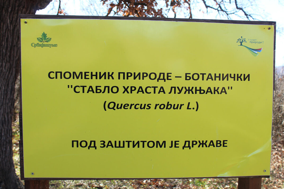 Храст лужњак – споменик природе - Туристичка организација "Бојник"